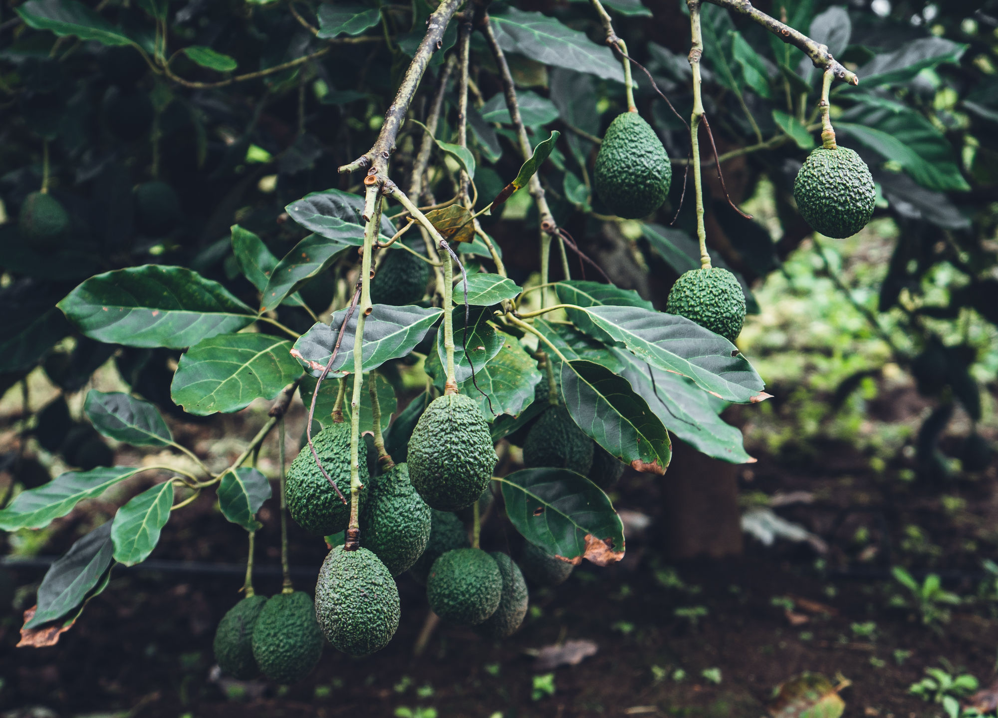 Rosywood Mahemu Estate - Ethical Farming in Zimbabwe