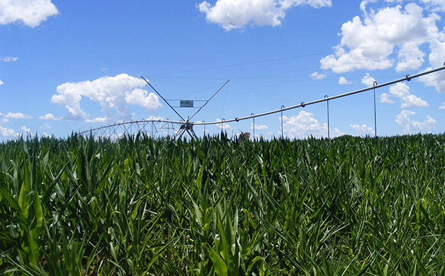 Namibia’s record white maize harvest could rein in imports - Rosywood ...