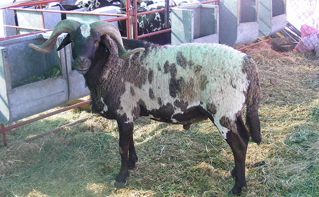 Namibia’s agri sector on the rebound, despite Swakara losses - Rosywood ...